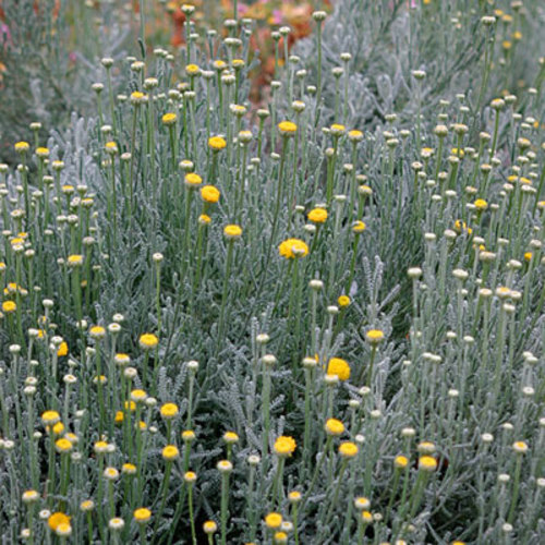 Lavender cotton - FineGardening
