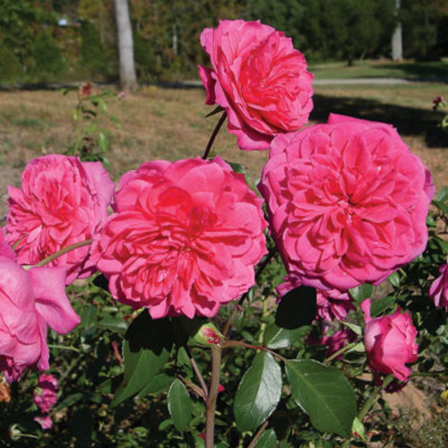 'Clementina Carbonieri' rose - Fine Gardening