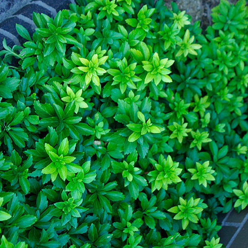 Allegheny spurge - Fine Gardening