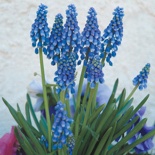 Muscari Paradoxum - Fine Gardening