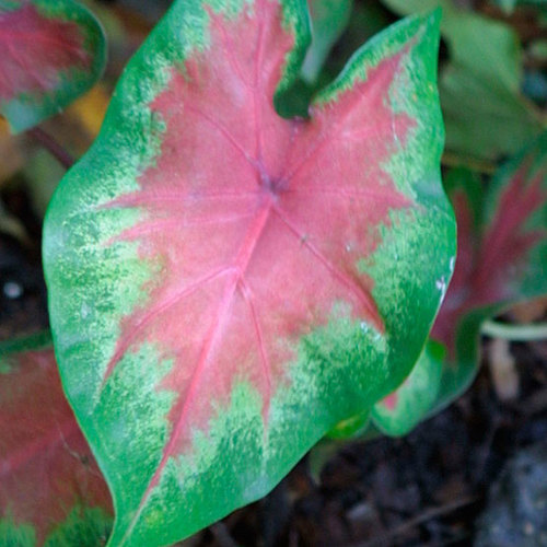 'Freida Hemple' caladium - FineGardening
