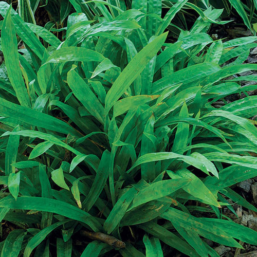 Berkeley sedge - Fine Gardening