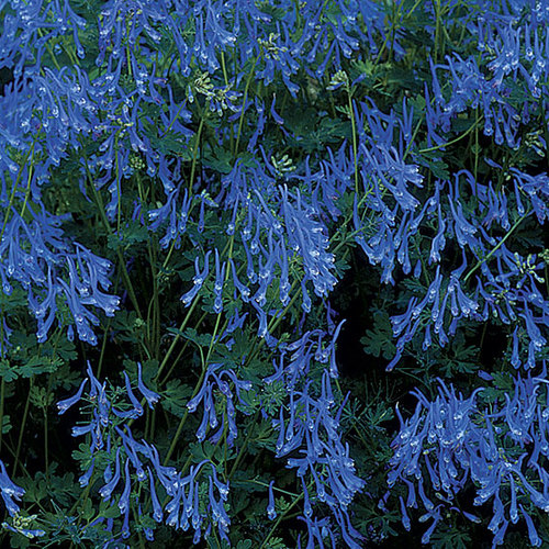 Fumewort - Fine Gardening