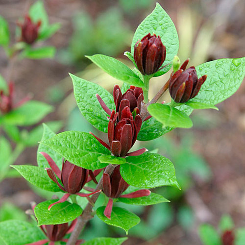 Calycanthus - Fine Gardening