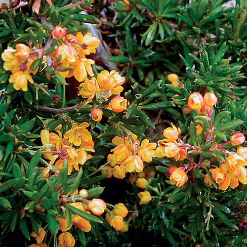 Red Japanese barberry - Fine Gardening
