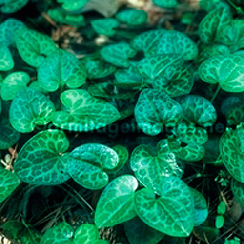 Chinese wild ginger - Fine Gardening