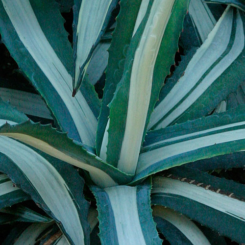 American aloe - FineGardening