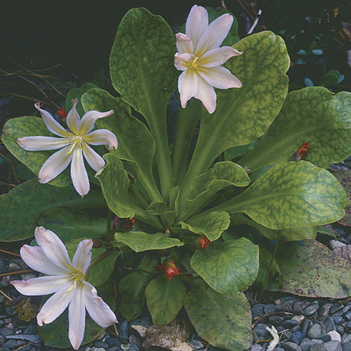 Lewisia tweedyi - FineGardening