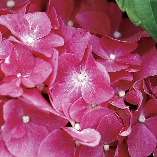 ‘Variegata’ bigleaf hydrangea - Fine Gardening