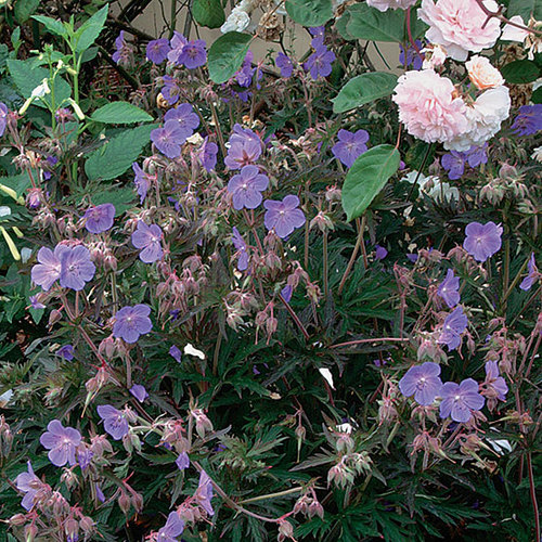 Strawberry geranium - Fine Gardening