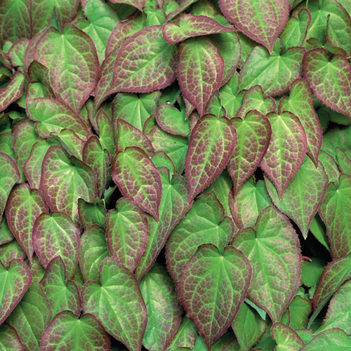 Epimedium - FineGardening