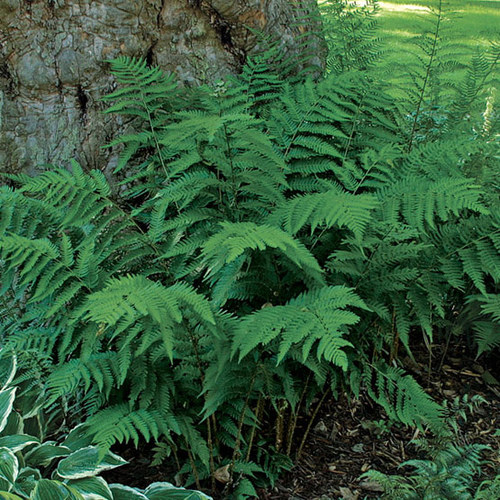 Dixie wood fern - FineGardening