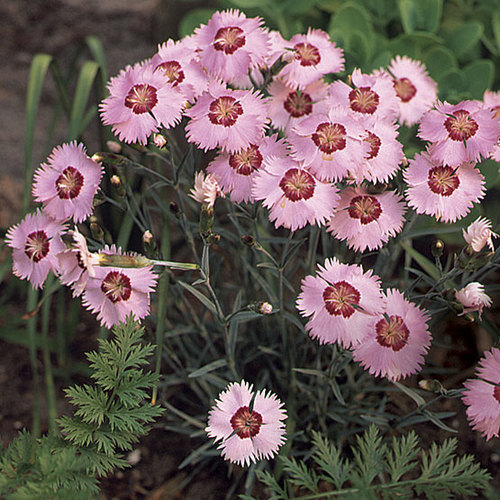 'Arctic Fire' maiden pink - FineGardening