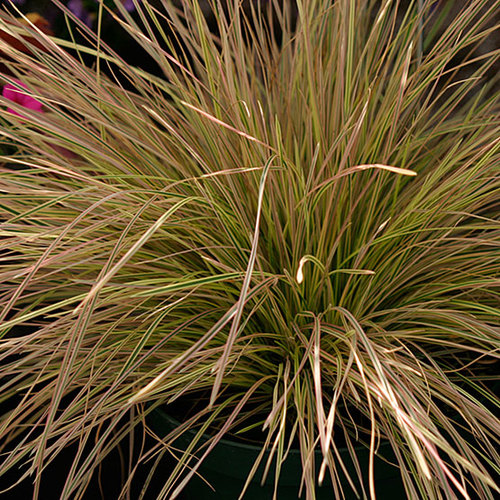 Tufted hair grass - FineGardening