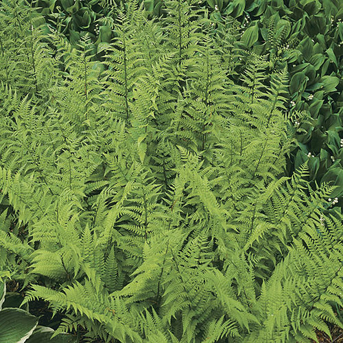 Wood fern - Fine Gardening