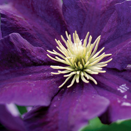 'Viola' clematis - FineGardening