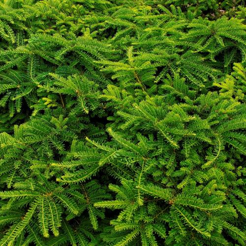 Emerald Colonnade® holly - Fine Gardening