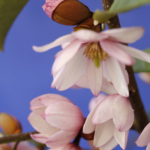 Fairy Magnolia - FineGardening