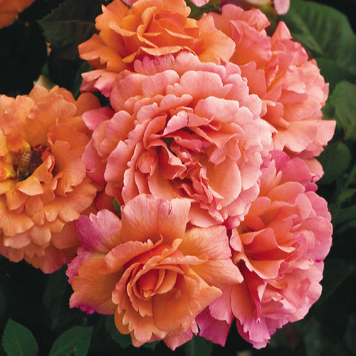 Easy Does It™ rose - FineGardening