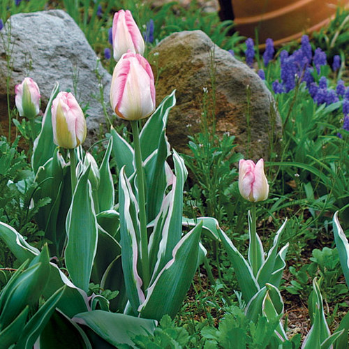 ‘Silverstream’ tulip - Fine Gardening