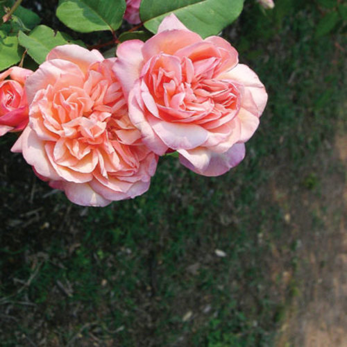 'Flamenco' rose - Fine Gardening