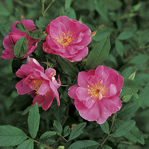 Swamp rose - FineGardening