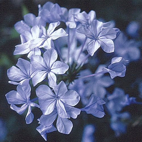 Cape leadwort - FineGardening