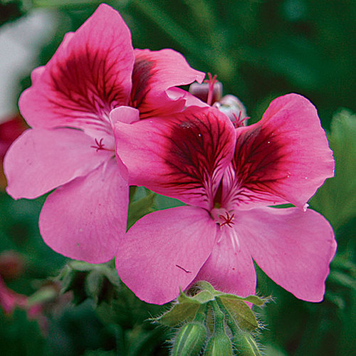 'Rogers Delight' scented geranium - FineGardening