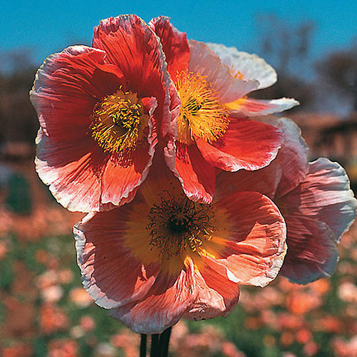 Iceland poppy - FineGardening