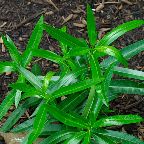 'Little Red' oleander - Fine Gardening