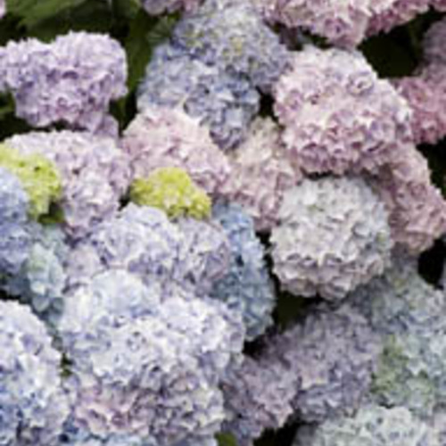 Blue Enchantress® hydrangea - Fine Gardening