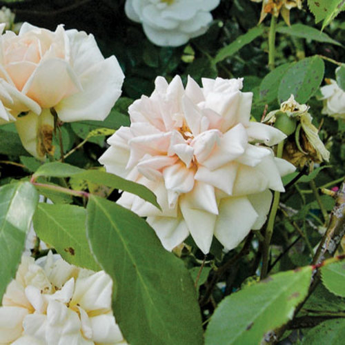 'Flamenco' rose - Fine Gardening
