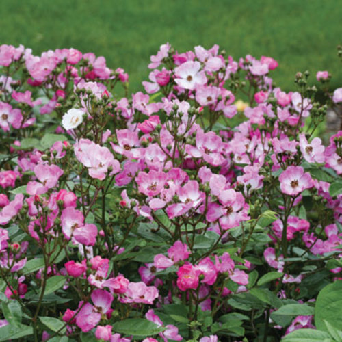 'Flamenco' rose - FineGardening