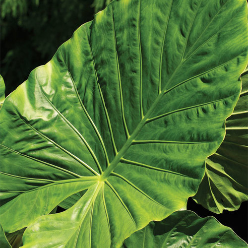 'Calidora' elephant's ear - FineGardening