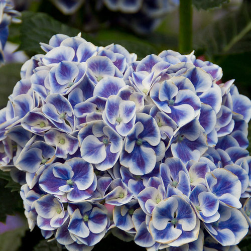 Blue Enchantress® hydrangea - Fine Gardening