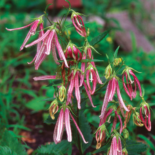 'Pink Octopus' spreading bellflower - FineGardening