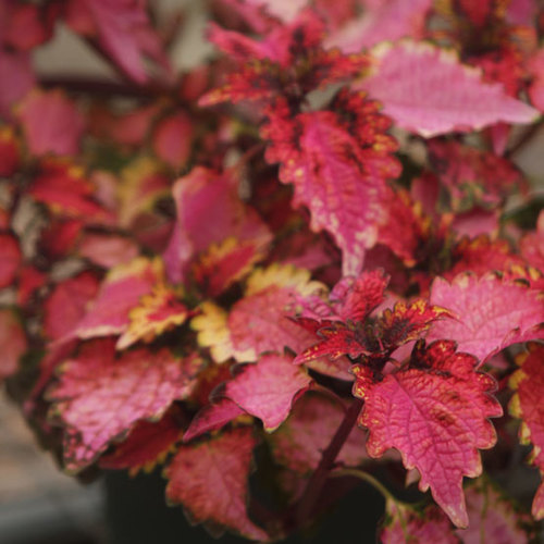‘Florida Sun’ coleus - FineGardening