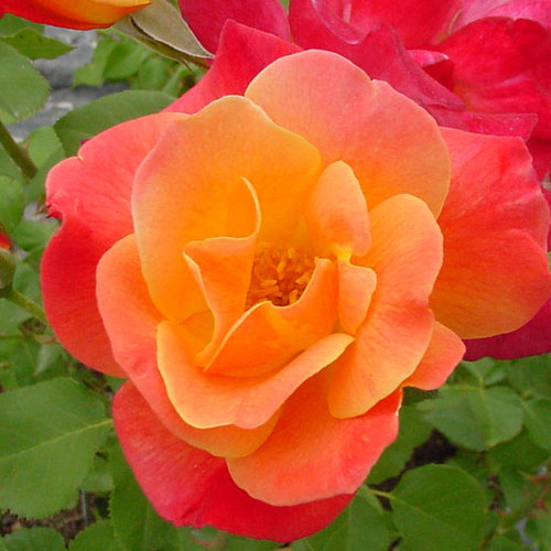 Joseph's Coat Climbing Rose - Fine Gardening