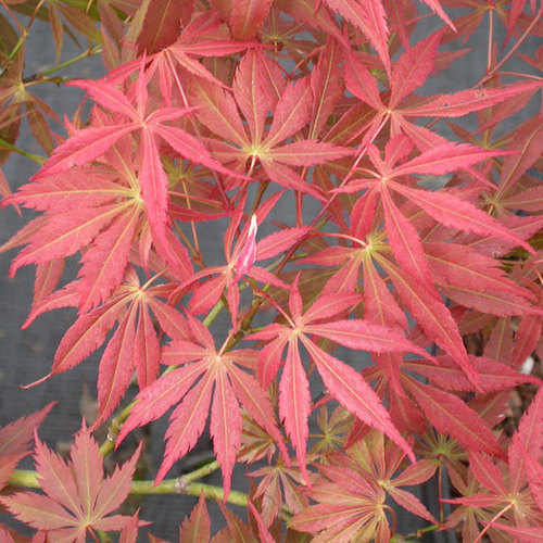 ‘Amber Ghost’ Japanese maple - Fine Gardening