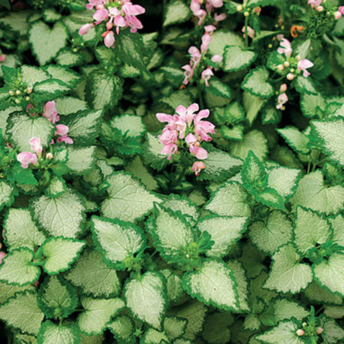 Lamium - Fine Gardening