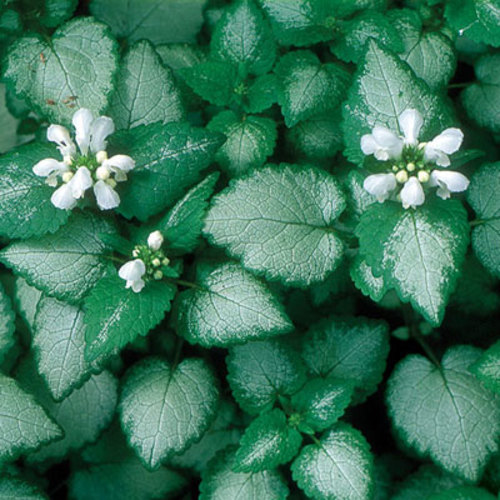 'White Nancy' spotted deadnettle - FineGardening