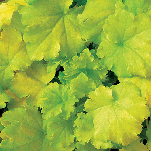 'Autumn Bride' heuchera - Fine Gardening