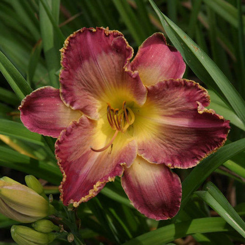 'Elizabeth's Magic' daylily - FineGardening