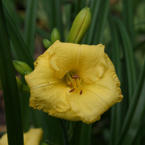'Elizabeth's Magic' daylily - Fine Gardening