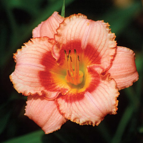 'Strawberry Candy' Daylily - FineGardening