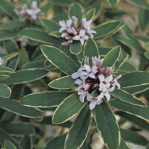 Daphne × burkwoodii 'Briggs Moonlight' - Fine Gardening