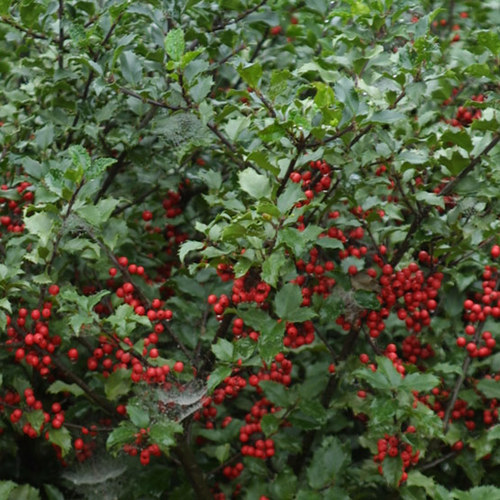 Emerald Colonnade® Holly - FineGardening