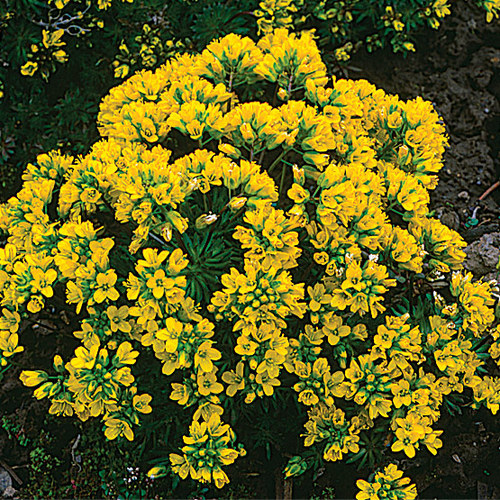 Yellow whitlow grass - FineGardening