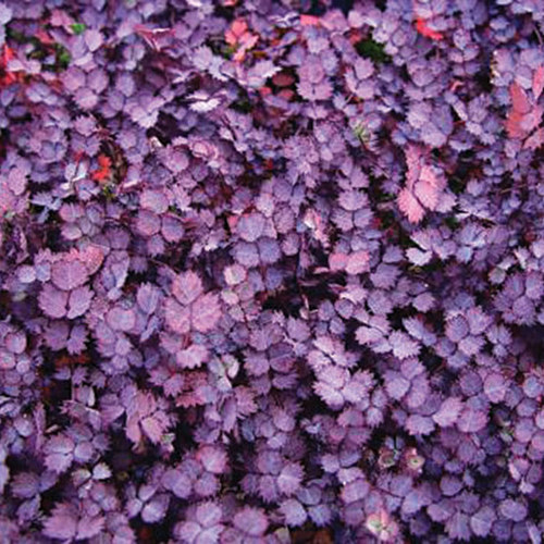 Purple Swedish ivy - FineGardening