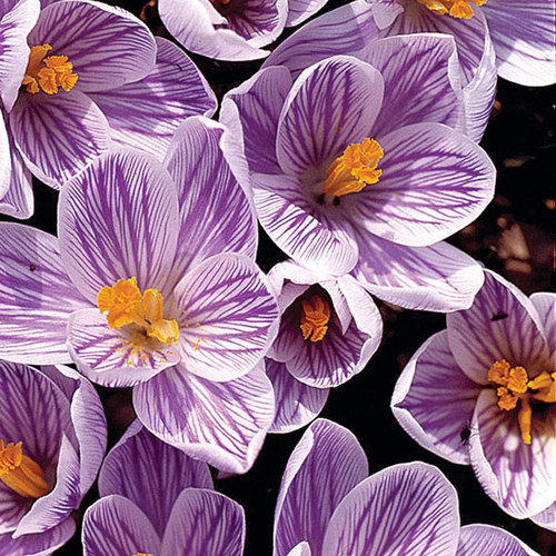 Dutch crocus - FineGardening